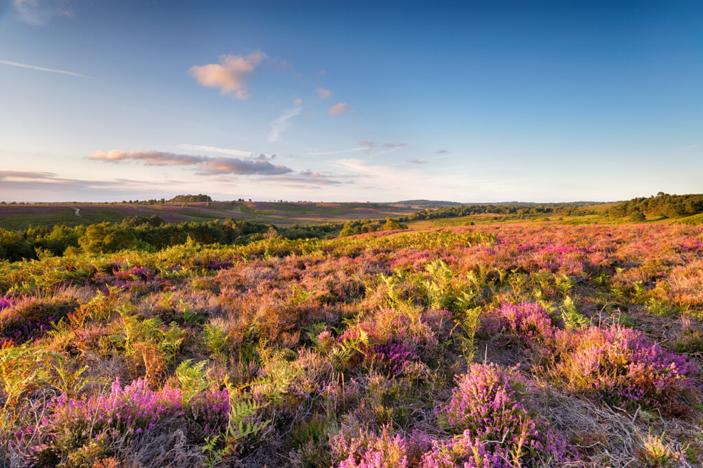 Things to do in The New Forest - East End Arms